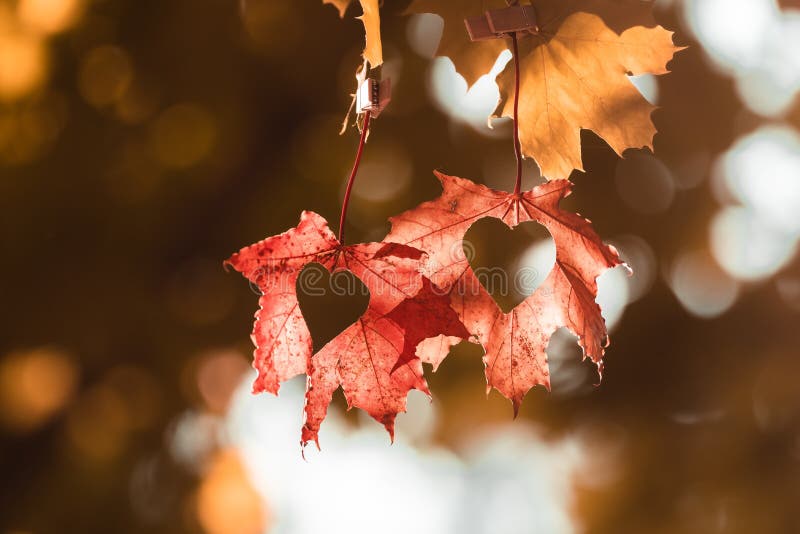Hello Autumn ,hanging Maple Leafs with Hearts during Warm Autumn ...