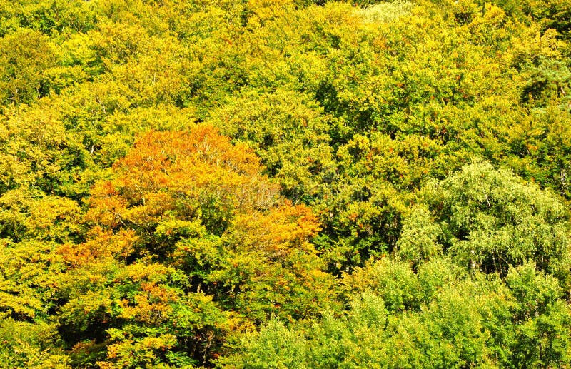 Nature in Autumn Colours Background Stock Photo - Image of flower ...