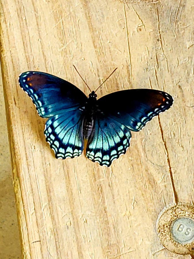 Butterfly boy editorial photo. Image of childhood, insects - 82308276