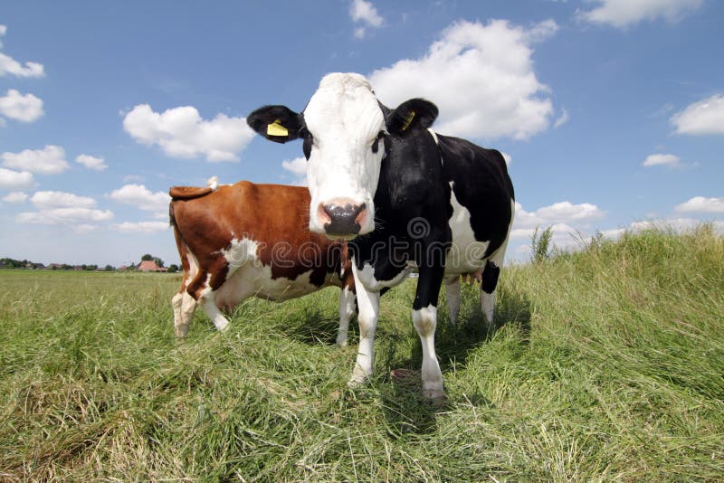 Funny cow stock photo. Image of farm, domestic, expressive - 27027950