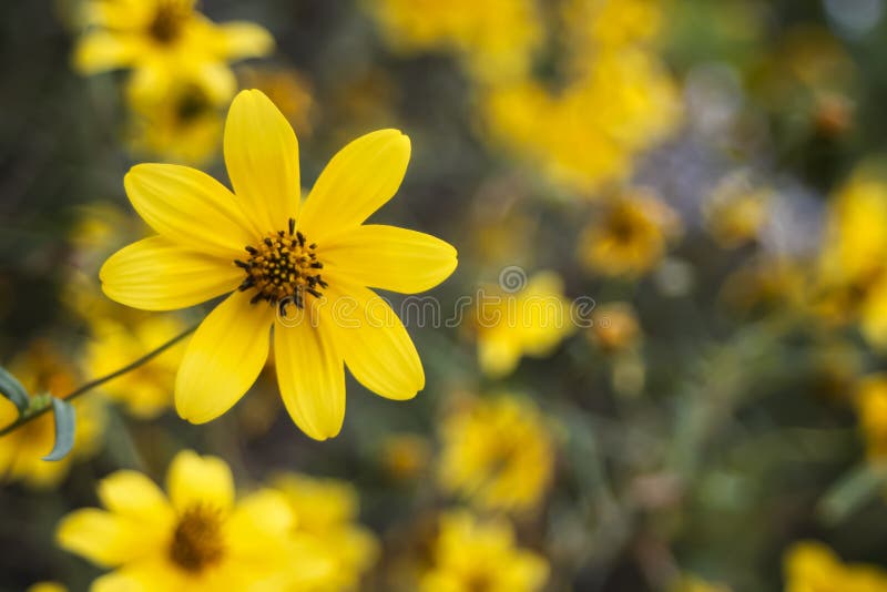 Hello Daisy stock image. Image of daisy, natural, outdoor - 29530477