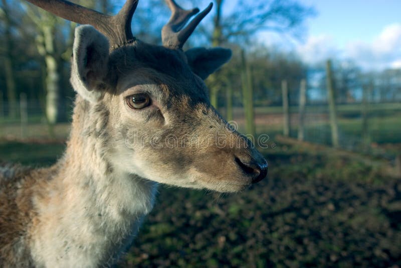 Hello dear stock photo. Image of nature, hoofed, mammal - 7537914