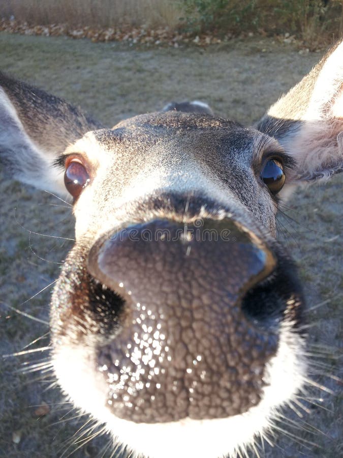 Hello deer! stock image. Image of hello, curious, close - 129598427