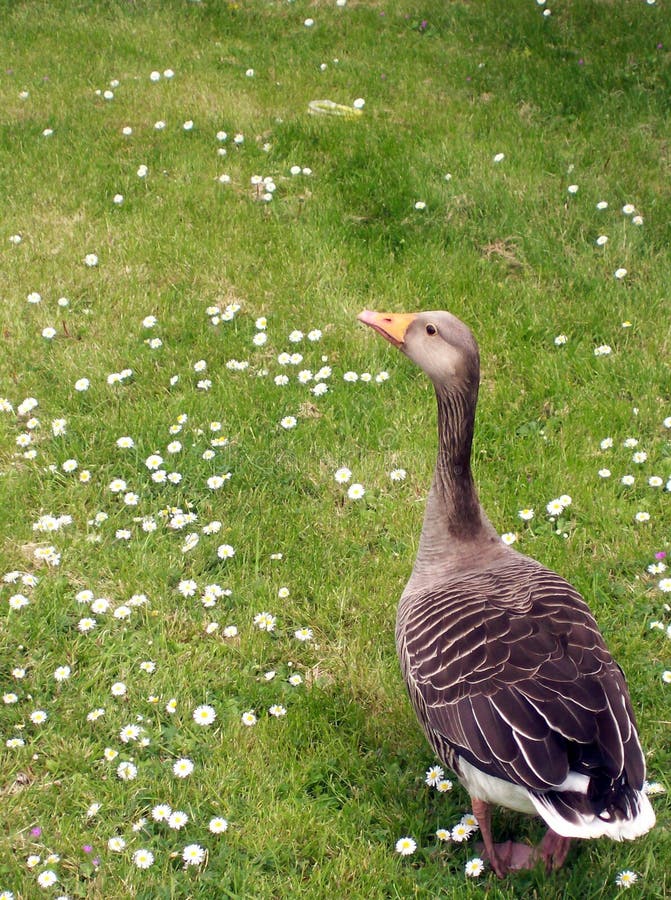 Hello ducky stock photo. Image of bank, parents, lake - 2467496