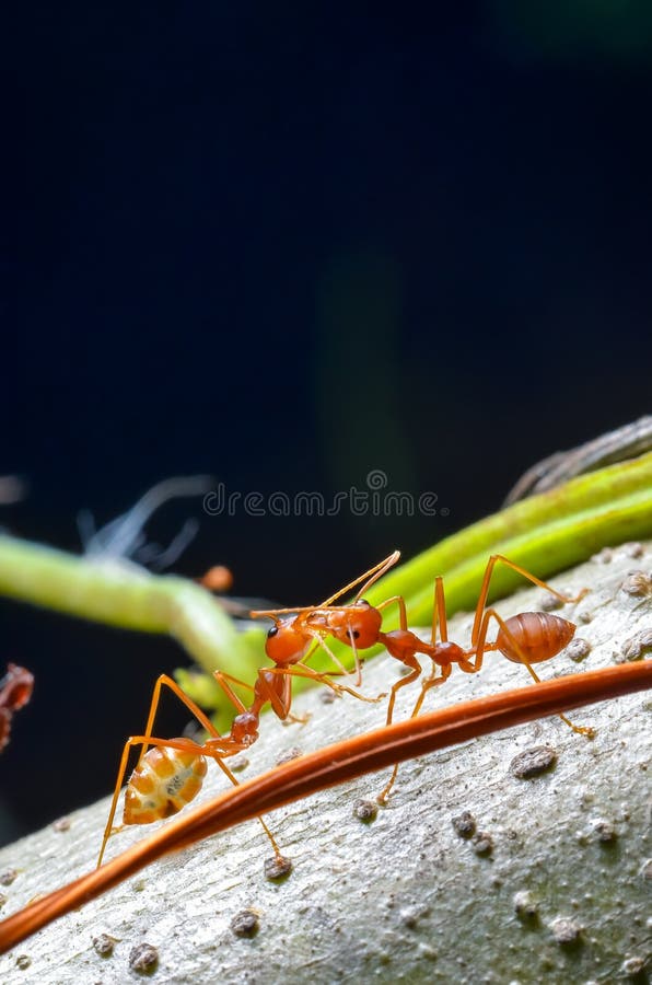 Hello friend stock photo. Image of beautiful, team, hello - 59708430