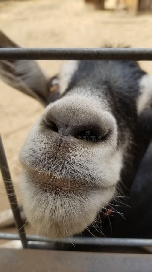 Hello goat face stock photo. Image of hello, closeup - 160958508