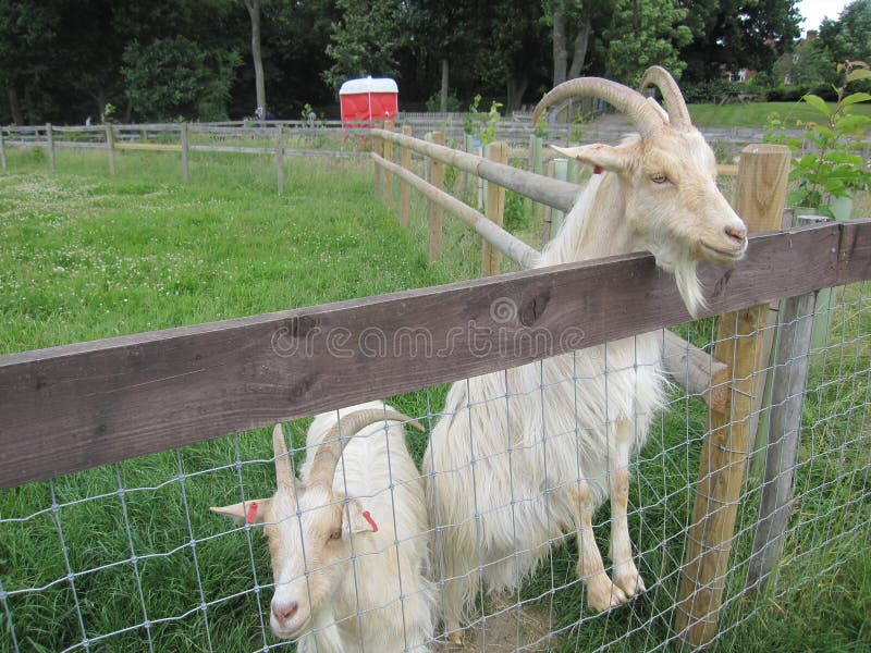 Hello ! stock photo. Image of field, hello, fence, standing - 123680650