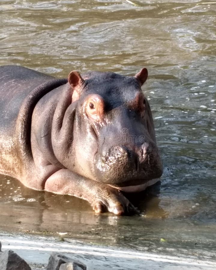 Hello Hippo stock photo. Image of forest, hippo, wildlife - 133496012