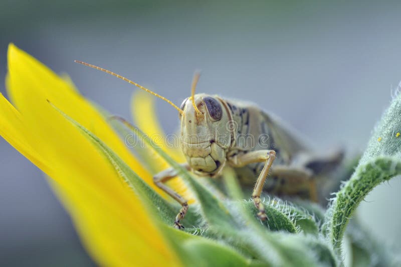 Hello Hopper stock image. Image of portrait, macro, flower - 29411281