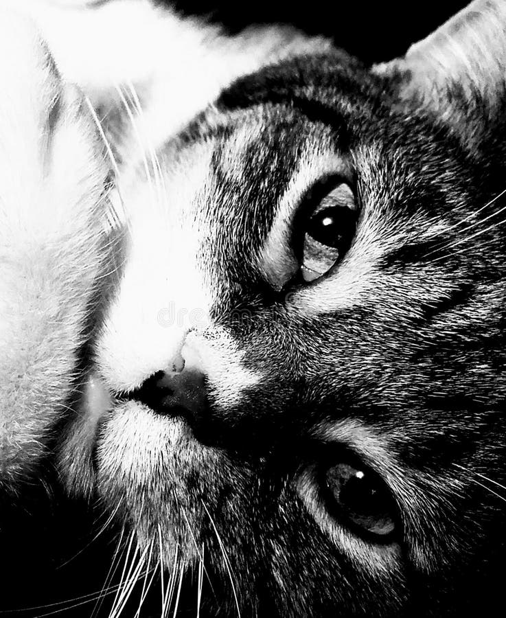 Hello Human stock image. Image of loving, hello, human - 97335829