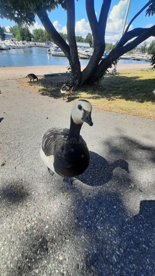 Hello,i am duck stock image. Image of seabird, bird - 252454453