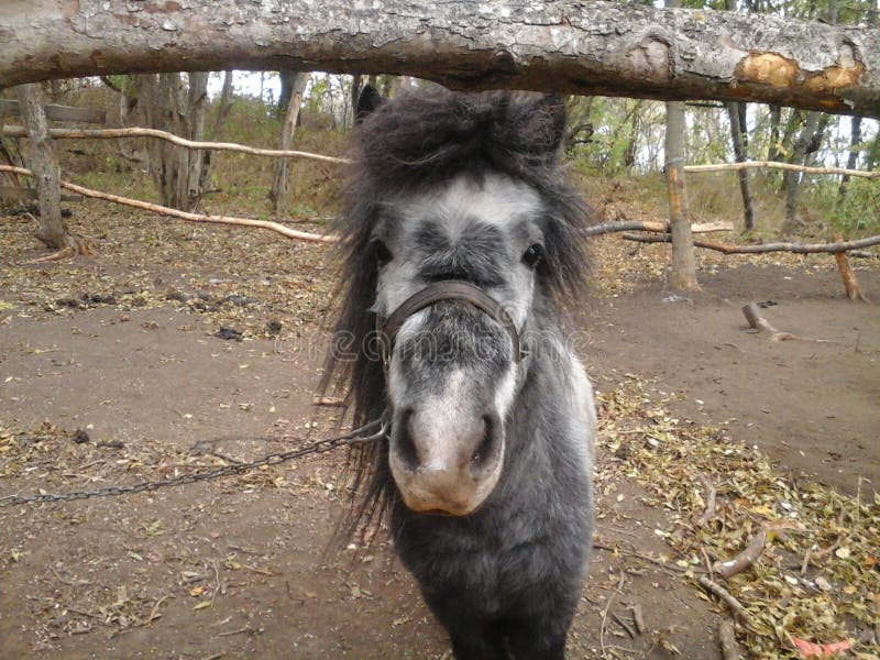 Hello I Pony Stock Photos - Free & Royalty-Free Stock Photos from ...