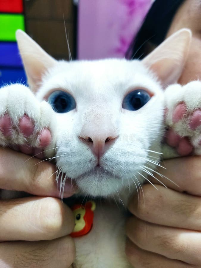 Hello, I show you my paw stock photo. Image of show - 287120996