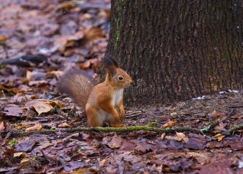 Hello, its me stock image. Image of eyes, tree, food - 206976001