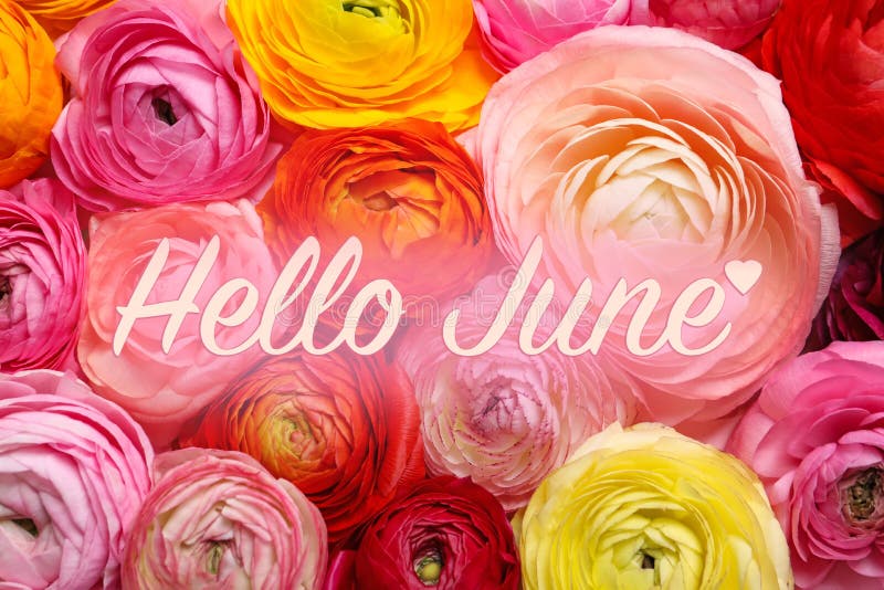 Hello June. Beautiful Seashell on Sandy Beach Stock Photo - Image of ...