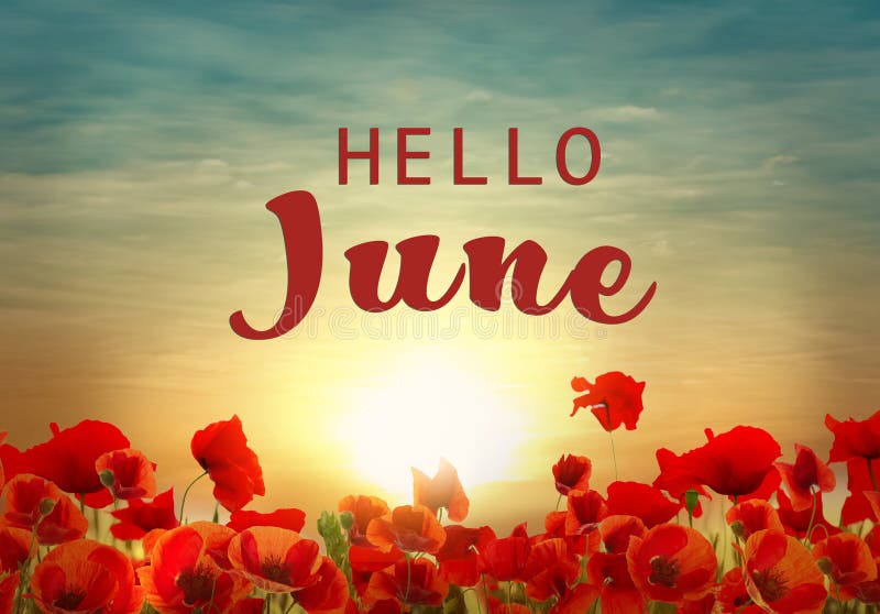 Hello June. Beautiful Seashell on Sandy Beach Stock Photo - Image of ...