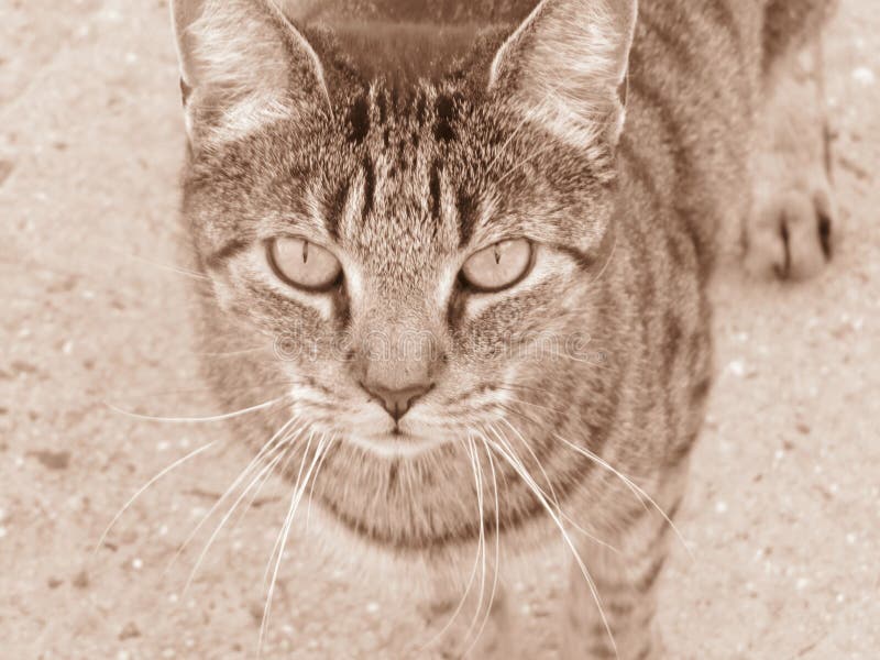 Hello Kitty stock photo. Image of purring, furry, kitten - 60687304