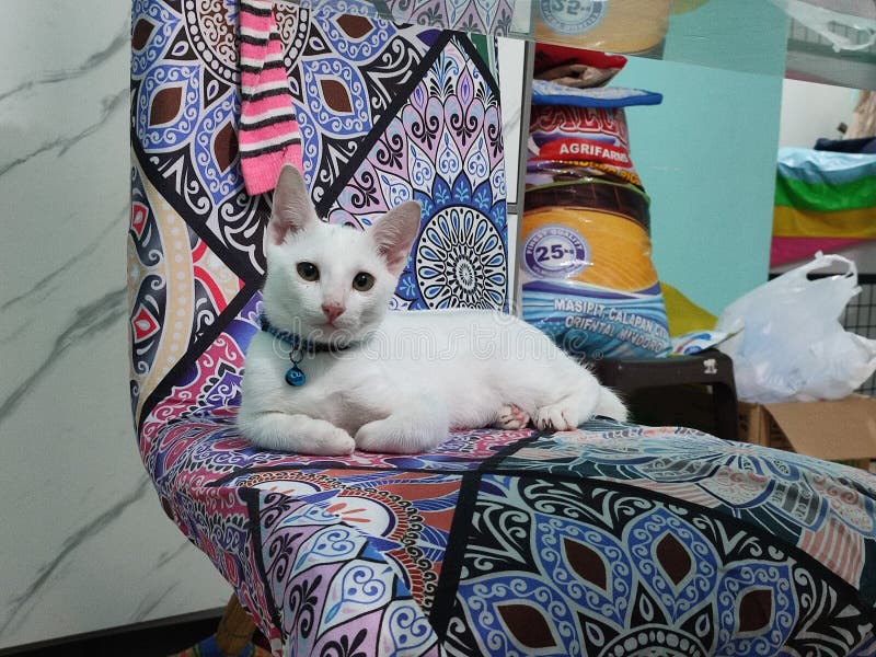 Pepe Kulisap Stock Photos - Free & Royalty-Free Stock Photos from ...