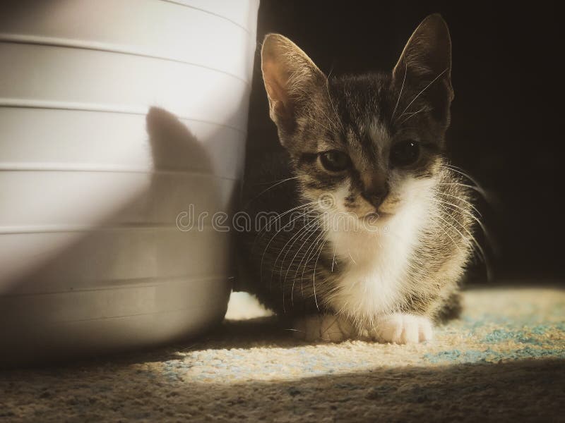 1,022 Photo Cute Hello Kitty Stock Photos - Free & Royalty-Free Stock ...