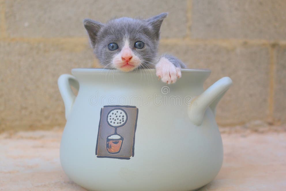 Hello kitty stock image. Image of grey, face, eyes, kitten - 57402641