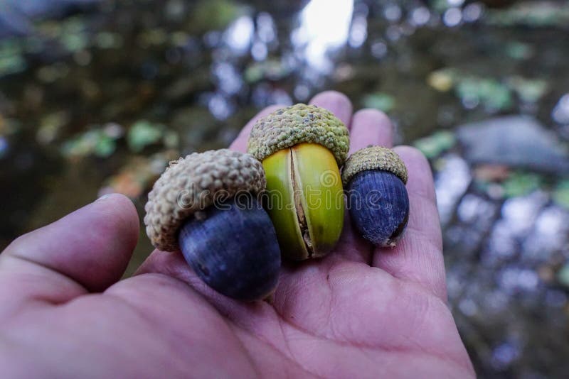 909 Acorn Water Stock Photos - Free & Royalty-Free Stock Photos from ...