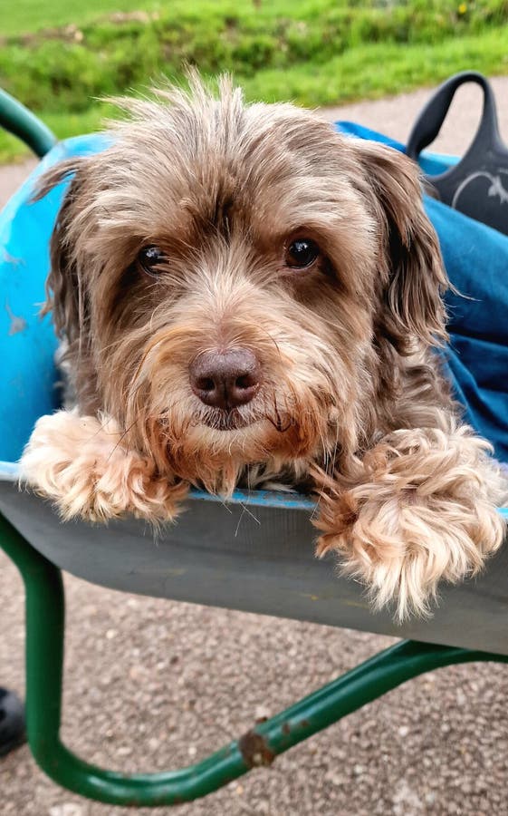 Hello from a Little Puppy Dog Stock Image - Image of puppy, hello ...