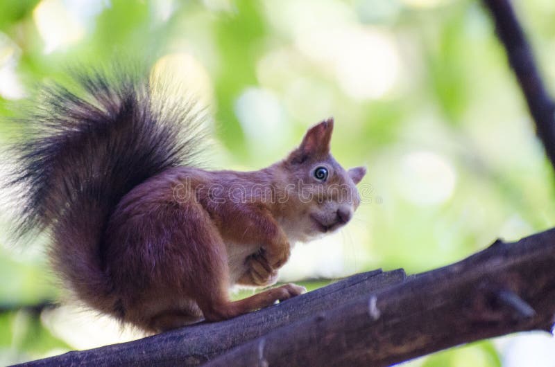Hello stock photo. Image of hello, people, little, tree - 128858270