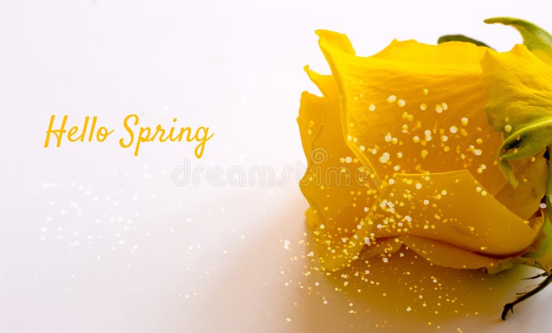 Hello March Background with a Yellow Rose Stock Image - Image of ...
