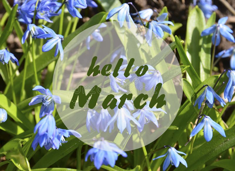 Hello March Greeting Card with Blue Scilla First Spring Flowers ...