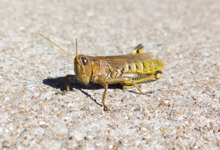 Hello Mate stock photo. Image of spiracles, grasshopper - 199037538