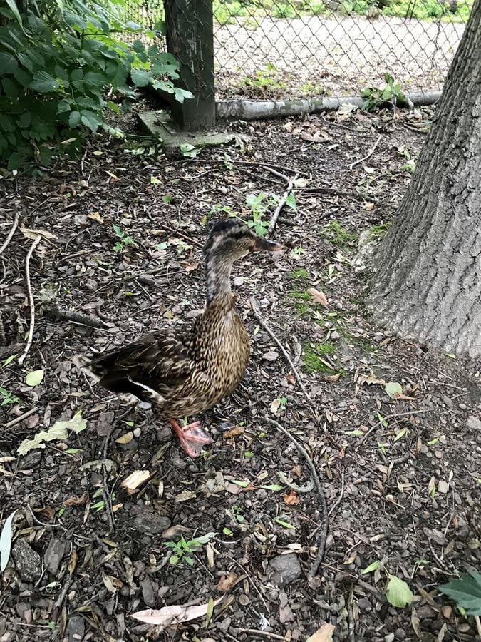 Hello Mr. Duck stock image. Image of hello, nature, bird - 117514147