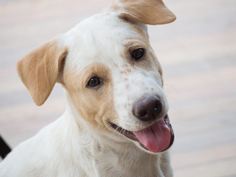 Hello stock photo. Image of babydog, hello, smile, happy - 84674242