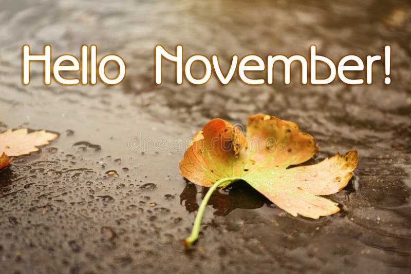 Hello November Card. Autumn Leaf on Rainy Day Stock Photo - Image of ...