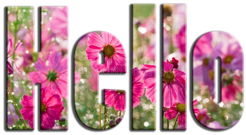 Hello Pink flowers stock photo. Image of plant, rain - 48344642