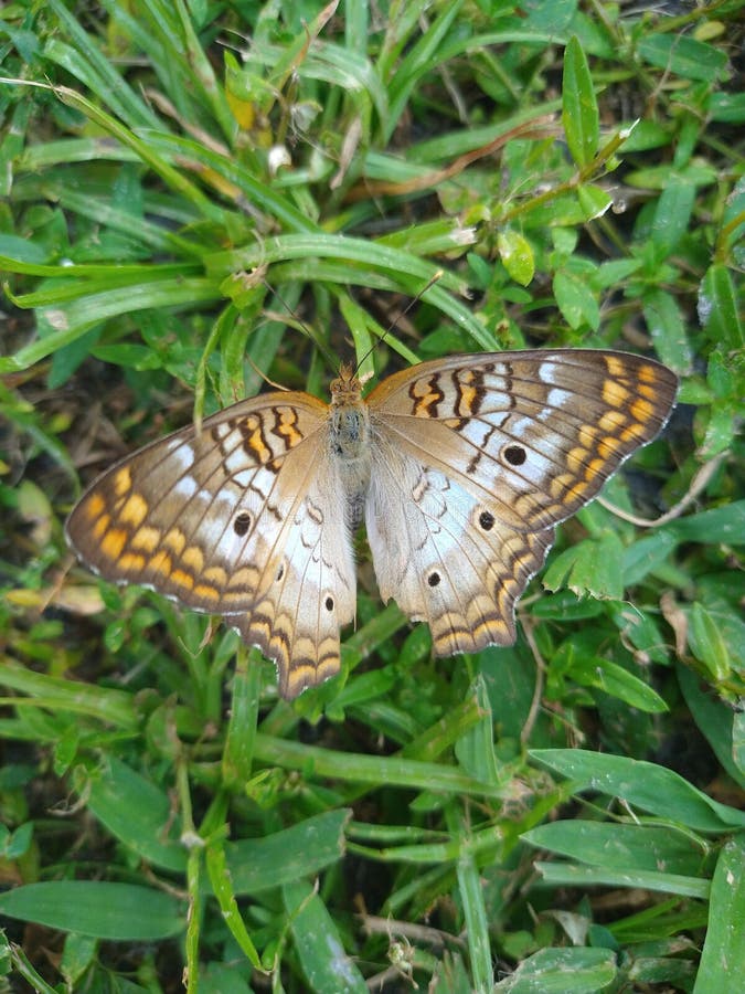 Hello Pretty butterfly stock image. Image of wildflower - 242137307