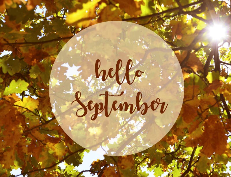 Hello September.Yellow Oak Leaves Background with Text.Fall Season ...