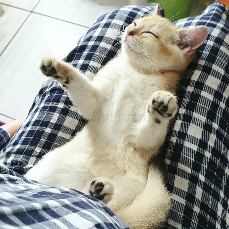 Hello sleepy little baby stock photo. Image of baby - 218955318