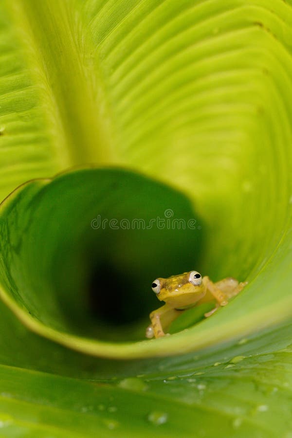 Hello stock image. Image of frog, leaves, small, green - 220362709