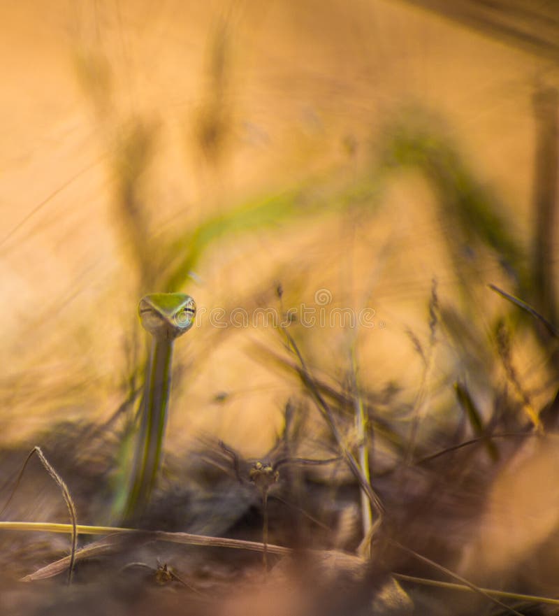 Hello Snake Stock Photos - Free & Royalty-Free Stock Photos from Dreamstime