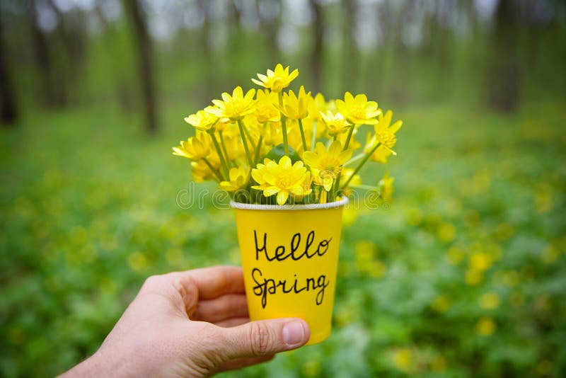 Hello Spring. Spring Yellow Flowers in the Yellow Cup Stock Photo ...