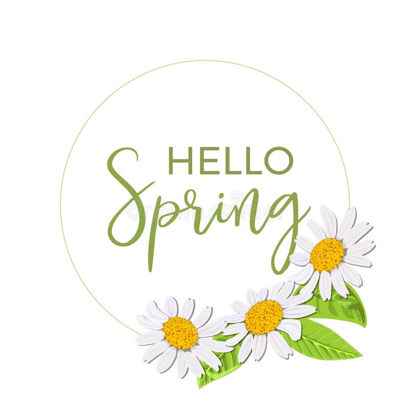 Hello Spring. Beautiful Daisy Wreath Isolated. Elegant Floral Chamomile ...