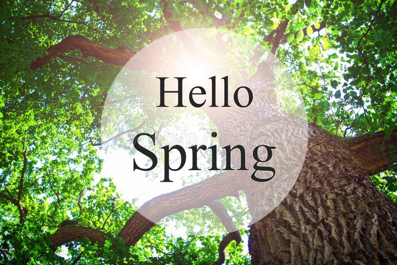 Hello spring stock photo. Image of dusk, foliage, light - 65627108