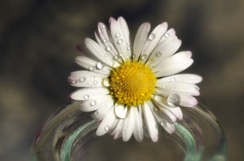 Hello Spring Blooming Daisy Decoration with Water Drops Stock Photo ...