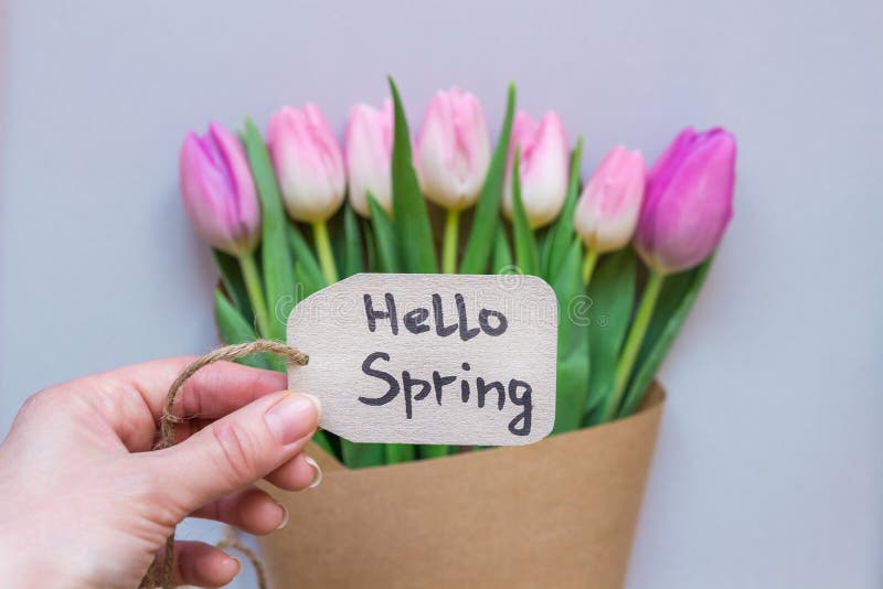Hello Spring. Bouquet of Beautiful Pink and Purple Fresh Tulips Stock ...