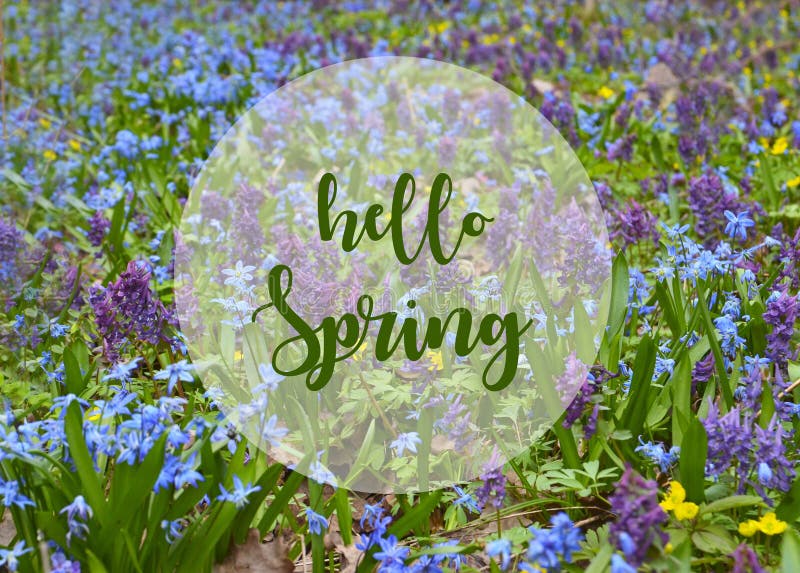 Hello Spring Greeting Card.First Spring Flowers Growing in the Forest ...