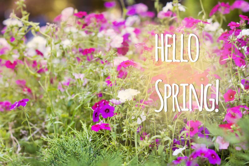 Hello Spring Message With A Beautiful Flowers Stock Image - Image of ...