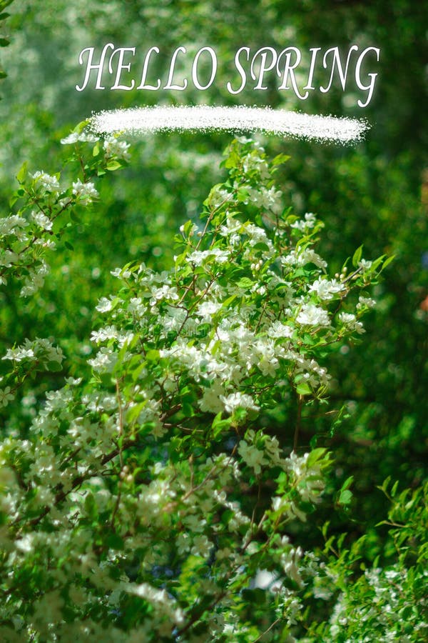 Hello Spring, Sun Shining through the Trees. Blooming Apple Trees ...