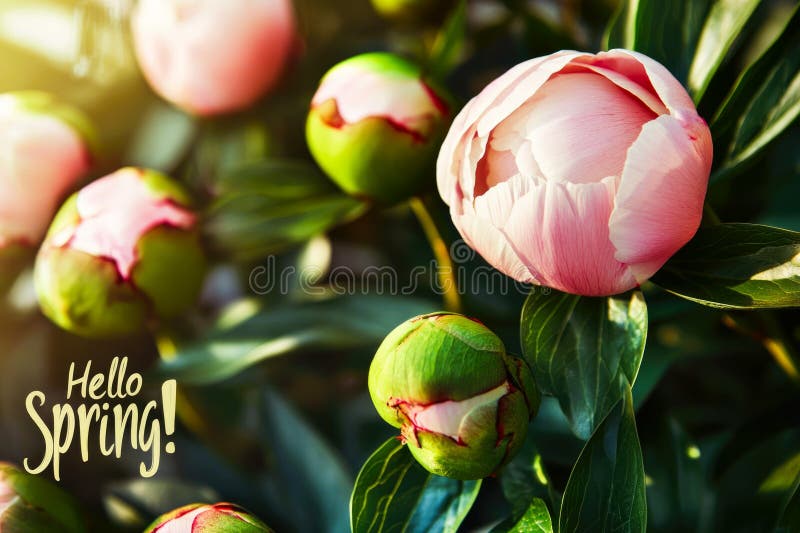 Hello Spring Text and Beautiful Peony Flowers Stock Photo - Image of ...