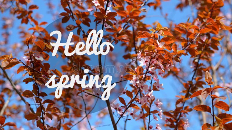 Hello Spring Text and Dandelion Flowers Stock Image - Image of floral ...
