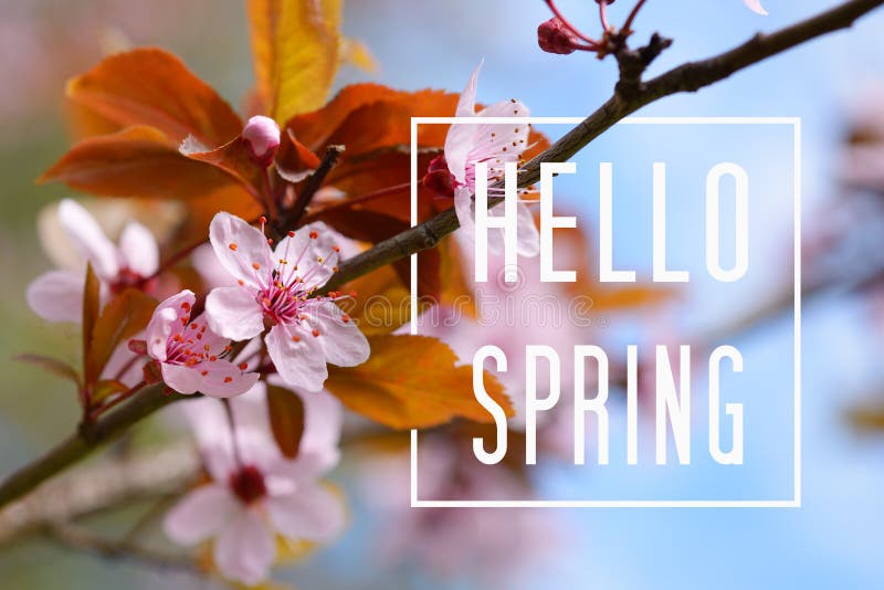 Hello Spring Text on Blooming Tree Branch Background Stock Image ...
